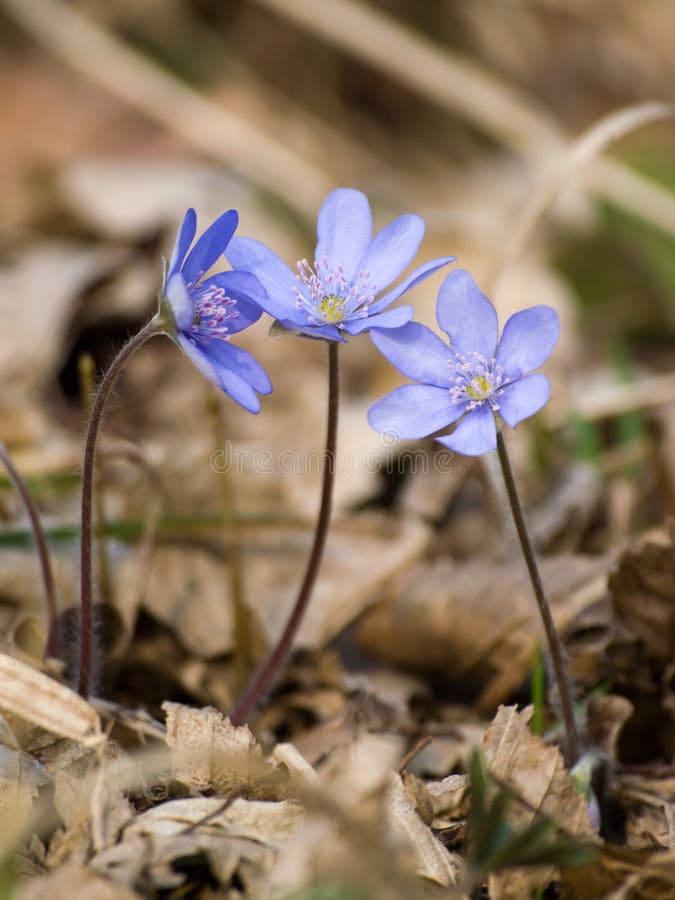 Flowering anemone hepatica stock image. Image of liverleaf - 22617565