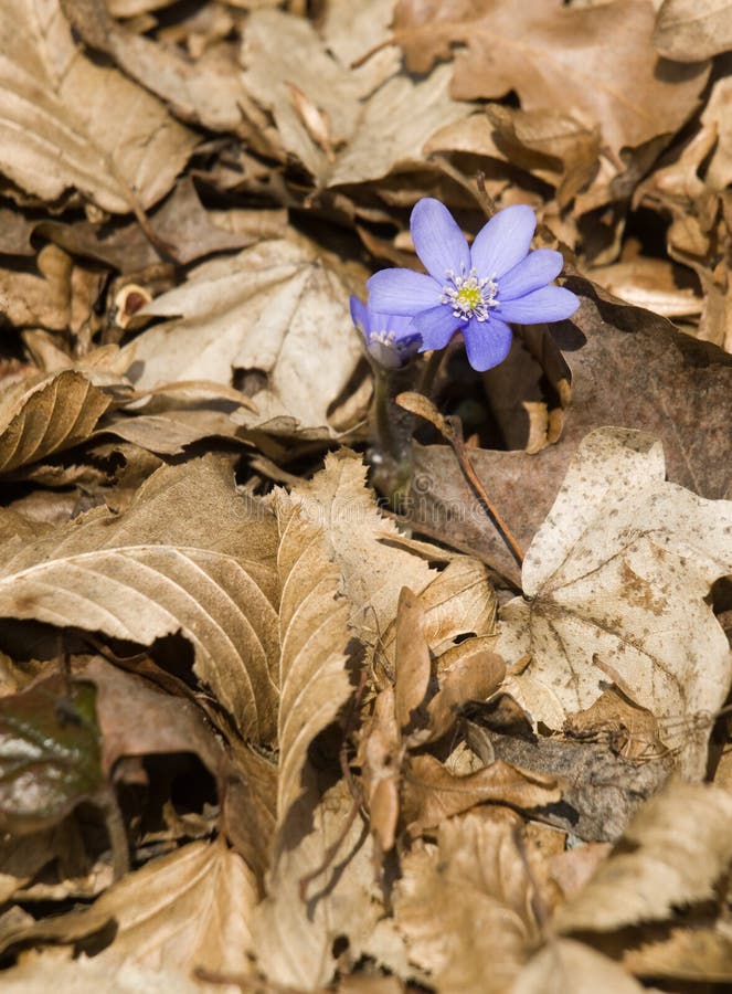Flowering Anemone hepatica stock image. Image of liverwort - 24660135