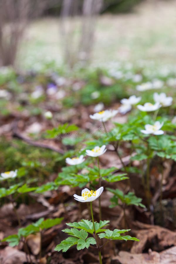 Flowering Anemones flowers stock photo. Image of bloom - 36759348
