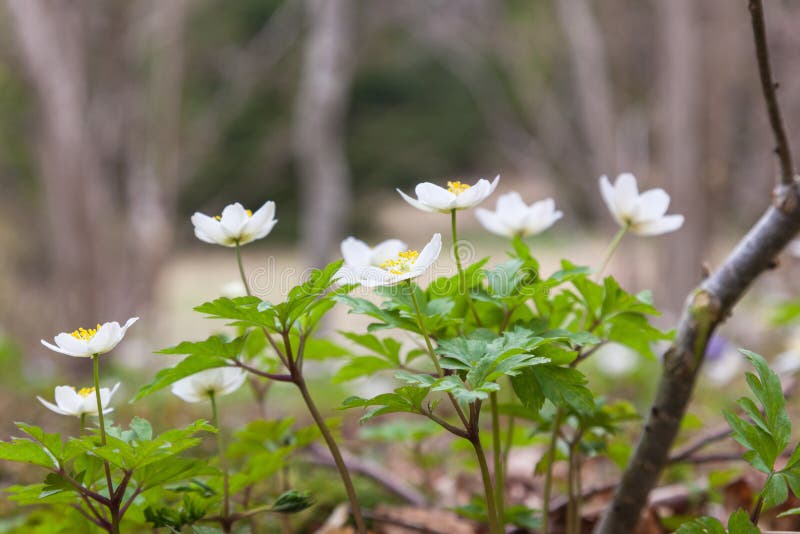 Flowering Anemones flowers stock image. Image of season - 36838763