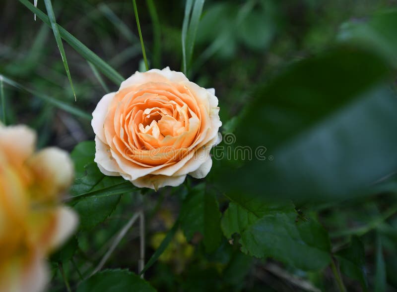 Flowering Angiosperms Plants. Stock Photo - Image of illustrative ...