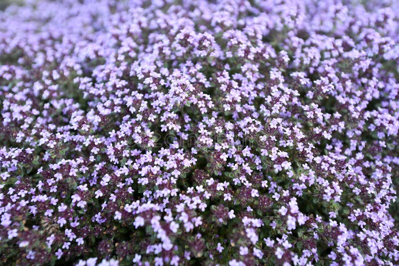 Flowering Angiosperms Plants. Stock Image - Image of editorial, august ...