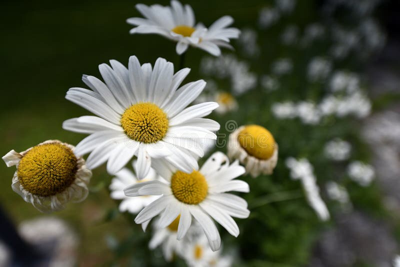 Flowering Angiosperms Plants. Stock Image - Image of green, lapse ...