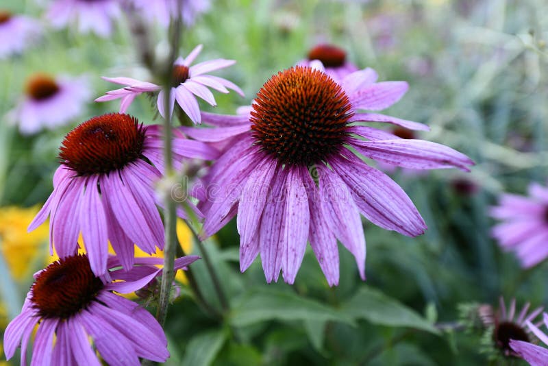 Flowering Angiosperms Plants. Stock Image - Image of kharkiv, green ...