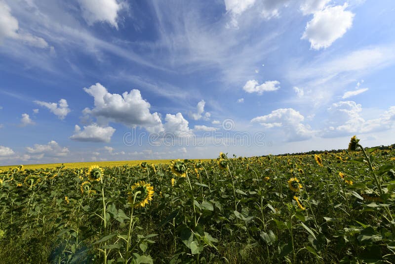 Flowering Angiosperms Plants. Stock Photo - Image of attraction, july ...