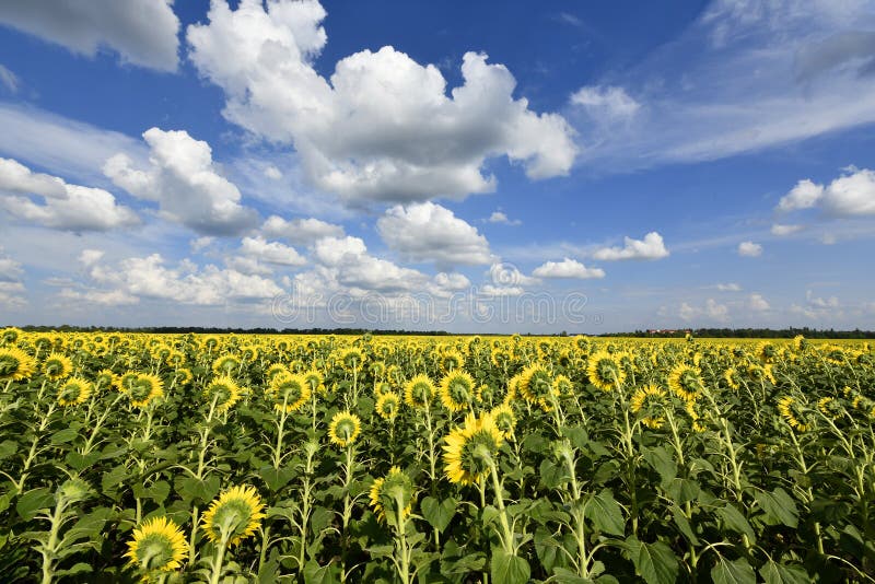 Flowering Angiosperms Plants. Stock Image - Image of attraction ...