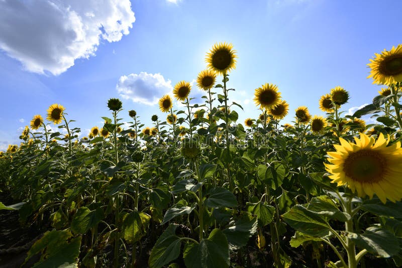 Flowering Angiosperms Plants. Stock Photo - Image of cityscape, clock ...