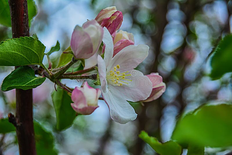Flowering apple bud stock photo. Image of growth, fruit - 90402746