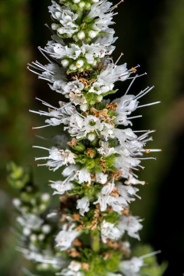 Flowering Apple Mint stock photo. Image of apple, mint - 210927778