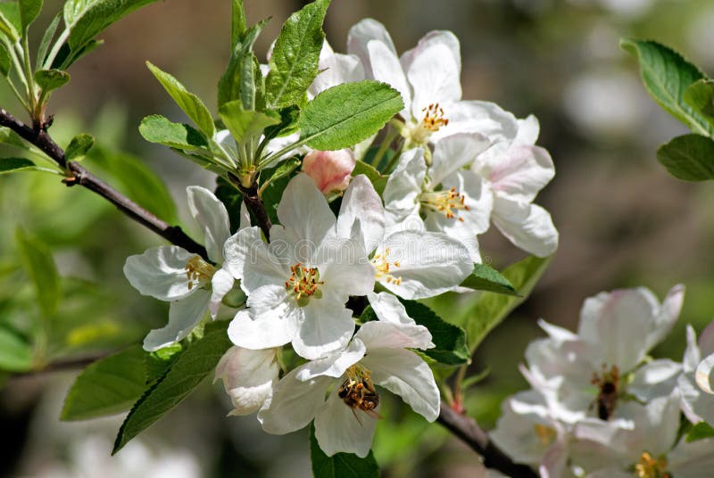 Flowering apple. Spring stock photo. Image of design - 63602318