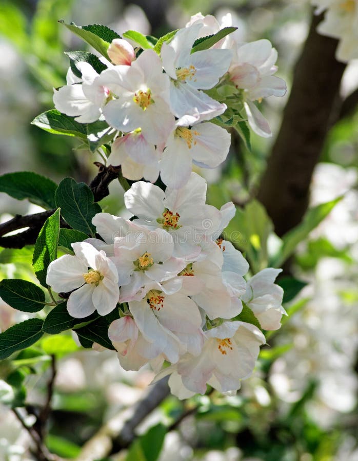 Flowering apple tree stock photo. Image of springtime - 103124790