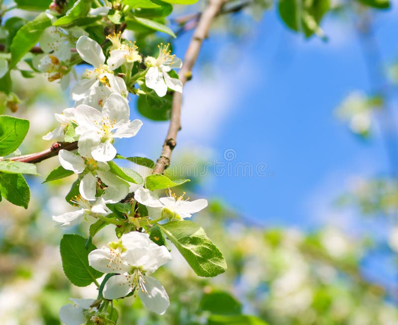 Flowering apple stock image. Image of growth, apple, botany - 31991995
