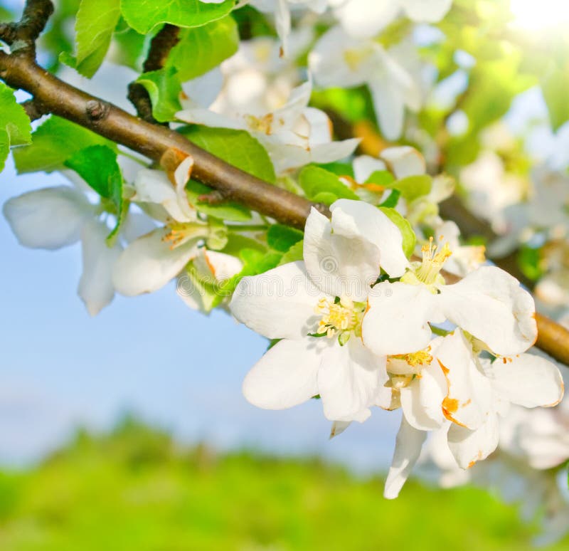 Flowering apple tree stock image. Image of blossom, landscape - 26143889