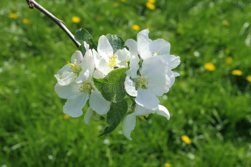 Flowering of an apple-tree stock image. Image of east - 4126237