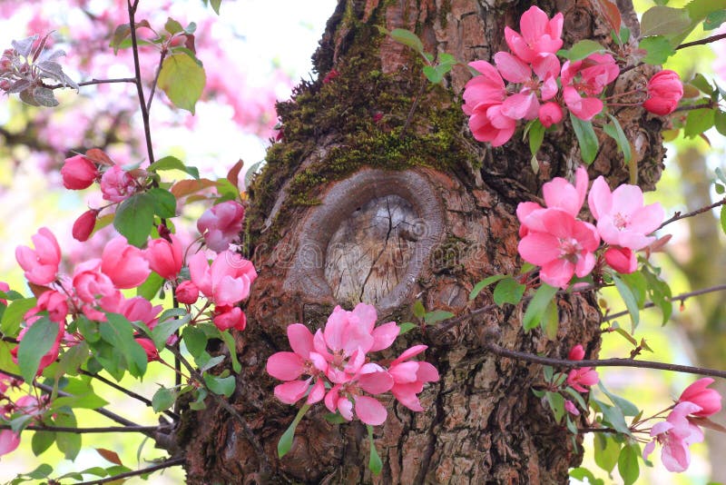 Flowering Apple Tree with Beautiful Blossoms Stock Photo - Image of ...