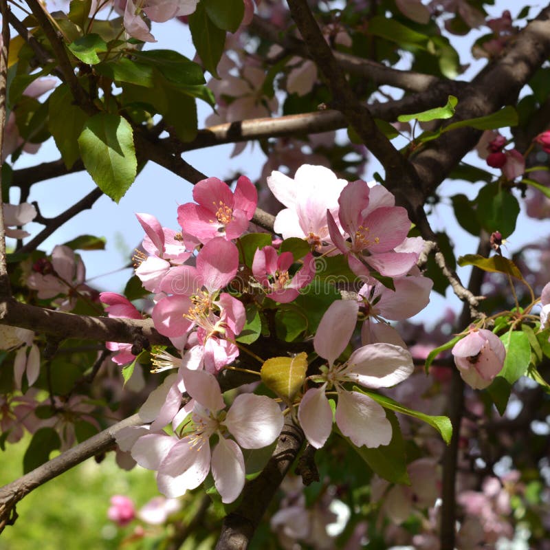 Beautiful Pink Flowers and Buds of Decorative Apple Tree Stock Image ...