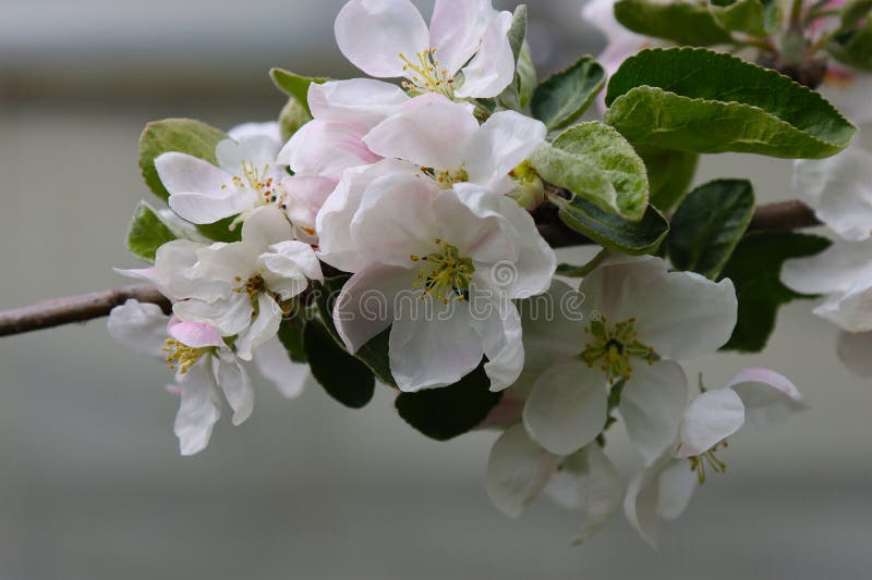 Flowering apple tree stock image. Image of inflorescence - 309816807