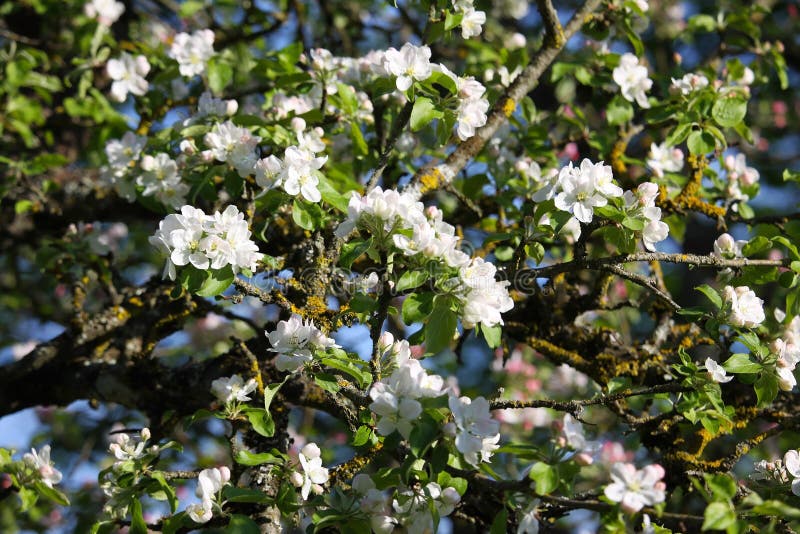 Flowering apple tree stock photo. Image of springtime - 103124790