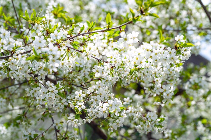 Flowering Apple Tree. Close-up Crown of Blooming Apple Tree Background ...