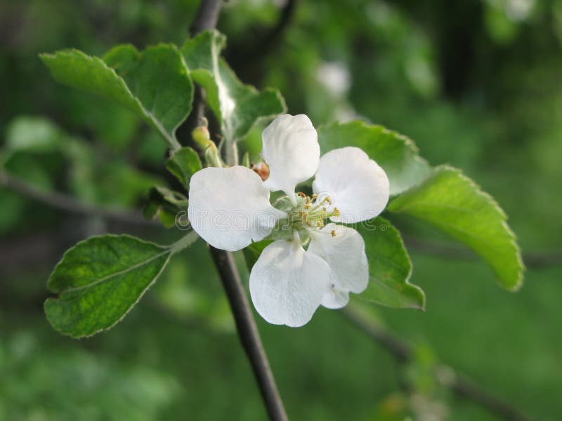 Flowering apple-tree stock photo. Image of flower, beauty - 84707904