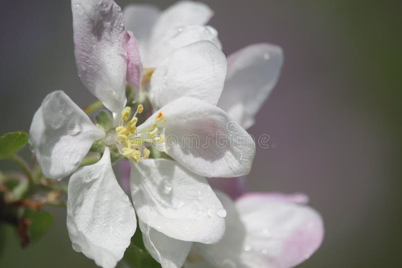 Flowering apple tree. stock image. Image of growing - 119955675