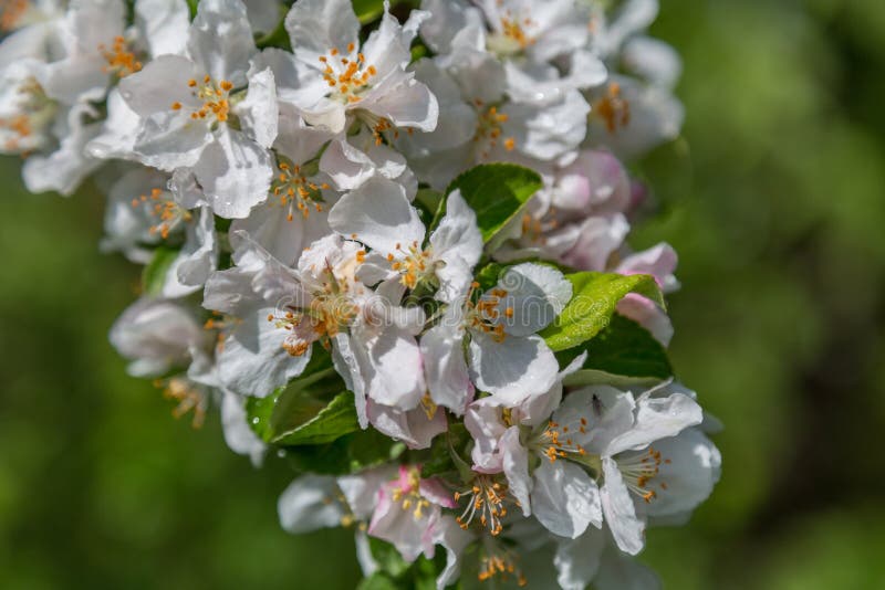 The Flowering Apple Tree stock photo. Image of background - 95095294