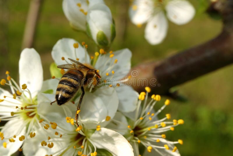 Flowering of the Apple Tree. Insects Pollinate Flowers Stock Photo ...