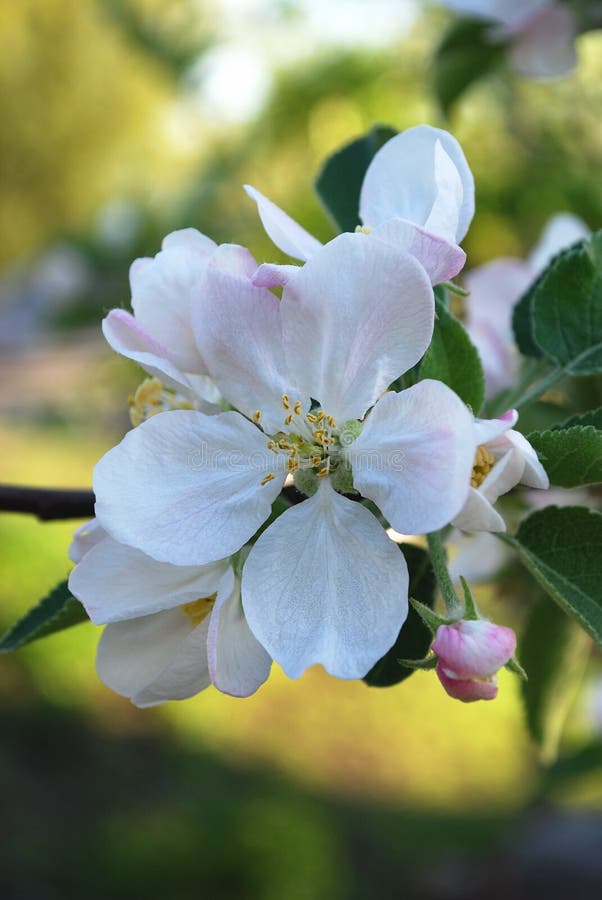 Flowering of apple-tree stock image. Image of plants - 100019167