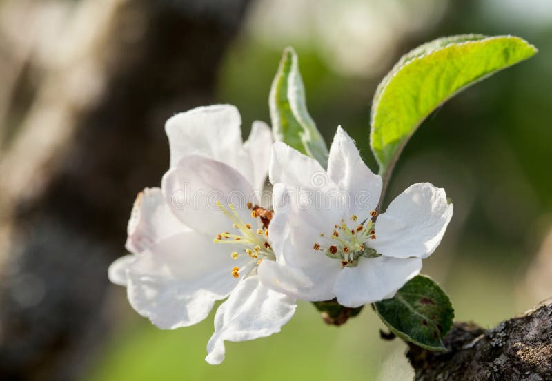 Flowering apple tree stock photo. Image of springtime - 103124790