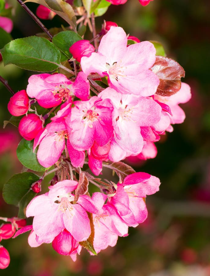 Flowering Apple Tree with Pink Blossoms Stock Photo - Image of apple ...