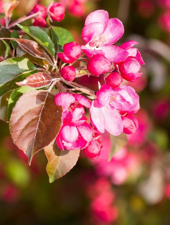 Flowering Apple Tree with Pink Blossoms Stock Photo - Image of blooming ...