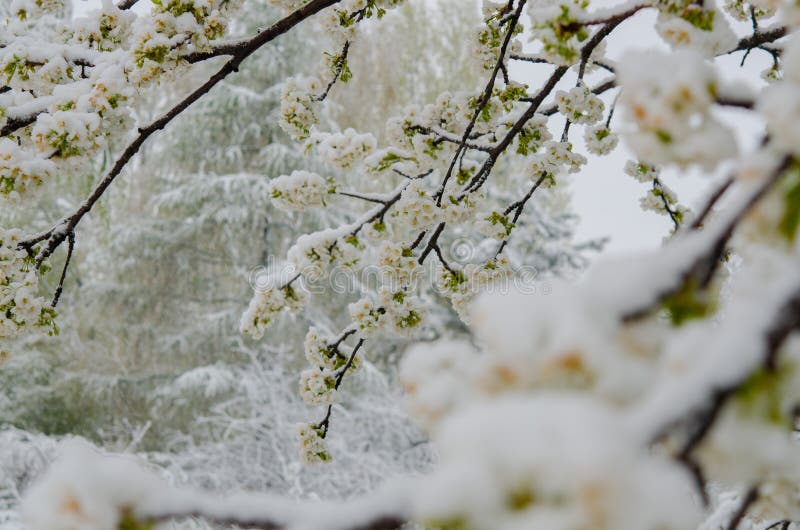 Flowering Apple Tree and Snow Stock Image - Image of park, apple: 102570457