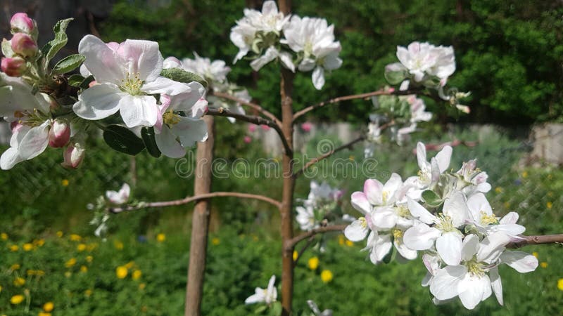 Flowering Apple Tree Spring Stock Image - Image of spring, leaf: 146085271