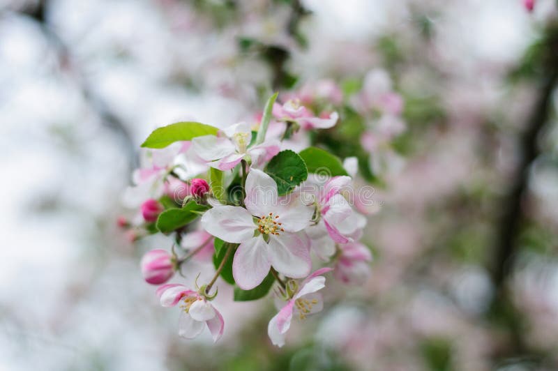 Flowering Apple Tree in Spring Stock Photo - Image of agriculture ...