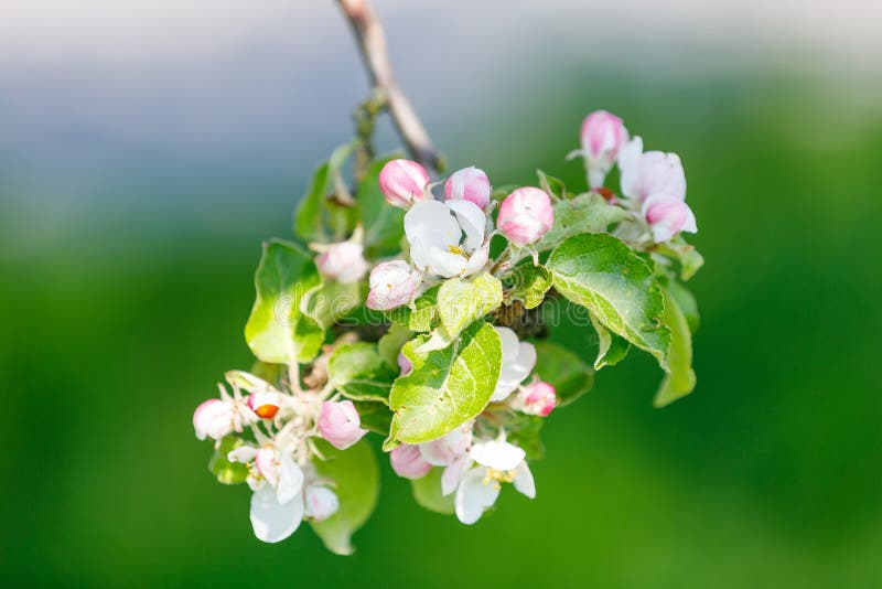 Flowering Apple Tree in Spring Stock Image - Image of bloom, blossom ...