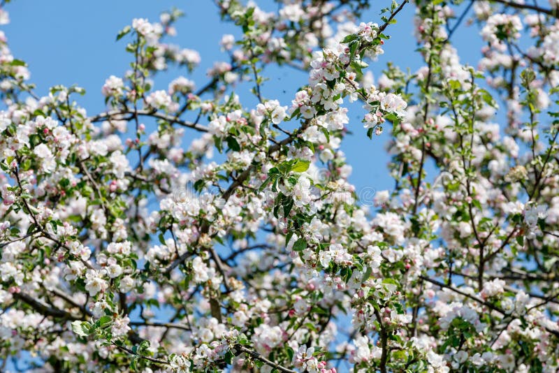 Flowering Apple Tree in Spring Stock Photo - Image of floral, outdoor ...