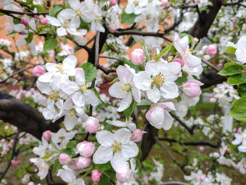 Flowering Apple Tree in the Spring. Apple Tree with Flowers Stock Photo ...