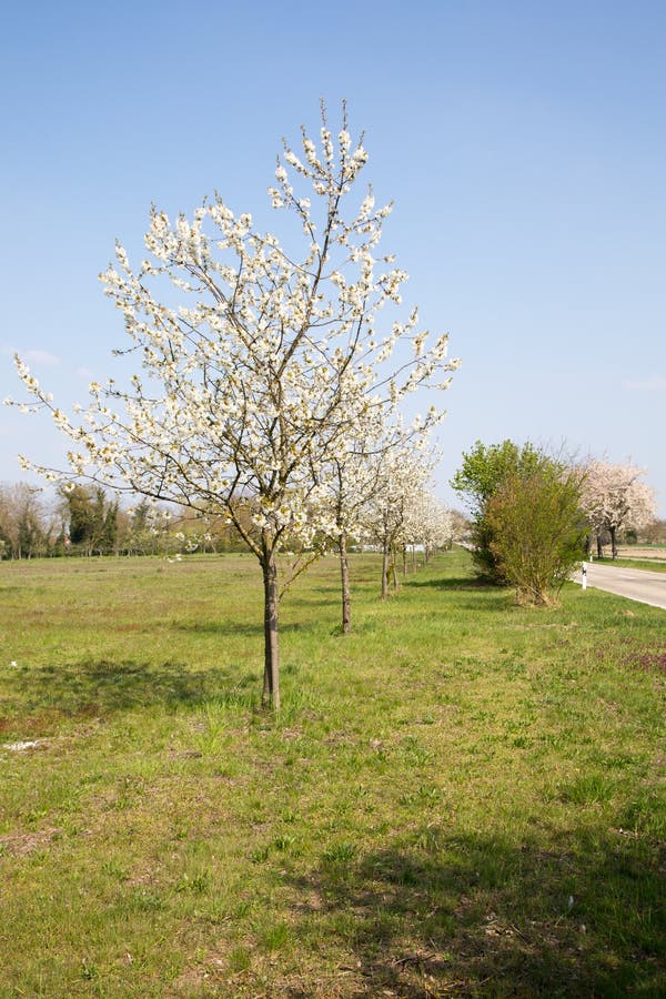 Flowering Apple Tree in Spring Stock Photo - Image of beauty, coming ...