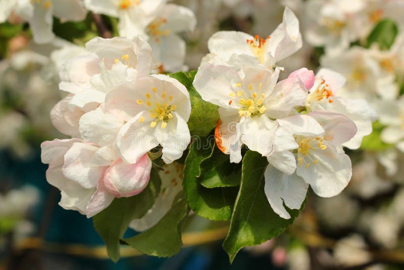 Flowering Apple Tree in Spring Time Stock Photo - Image of tree ...
