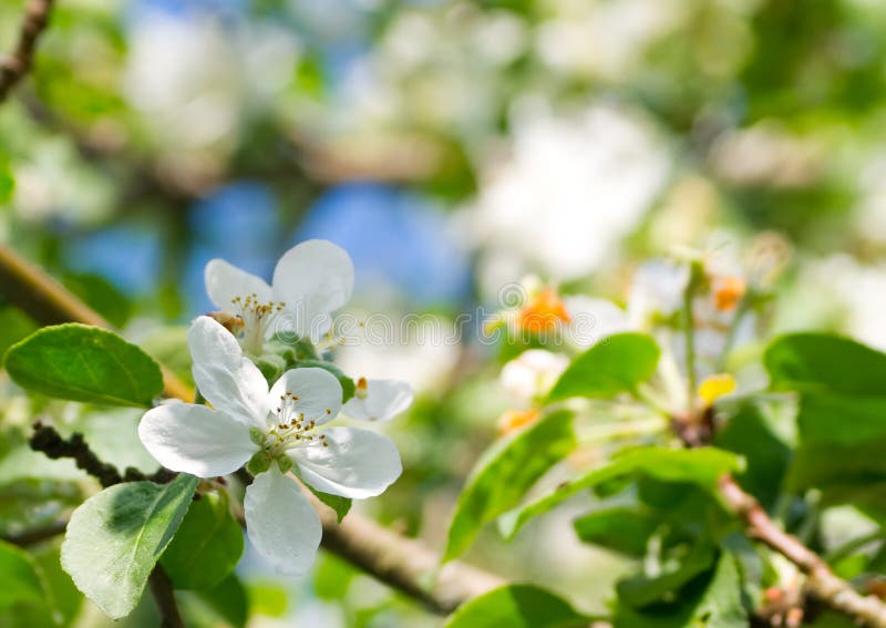 Flowering apple tree stock photo. Image of plant, orchard - 32894194