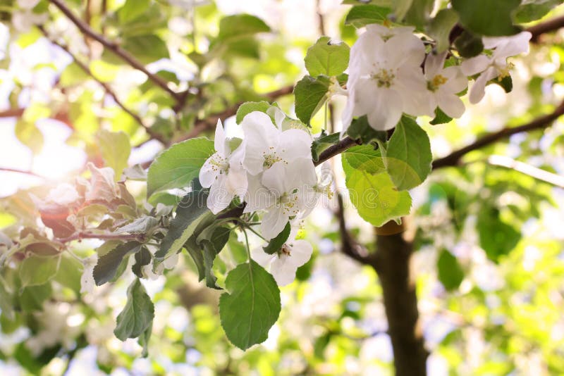 Flowering Apple Tree. Spring Tree Stock Photo - Image of branch, flower ...