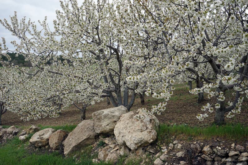 Flowering Apple Tree and Stones Stock Photo - Image of summer, stones ...