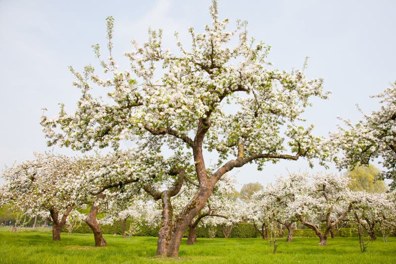 Flowering Apple Trees in Holland Stock Photo - Image of blue, fruit ...