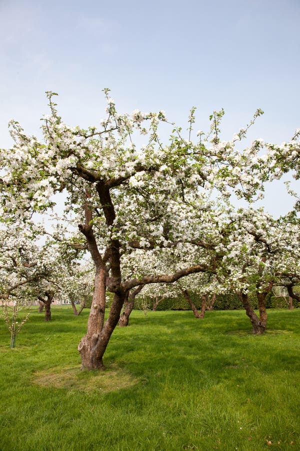 Flowering Apple Trees in Holland Stock Photo - Image of flora, natural ...