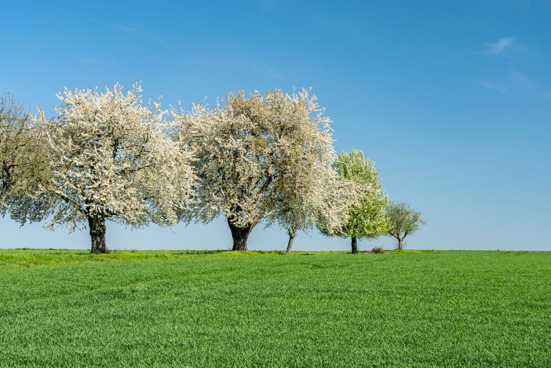 Flowering Apple Trees during Springtime in Frankfurt Stock Image ...