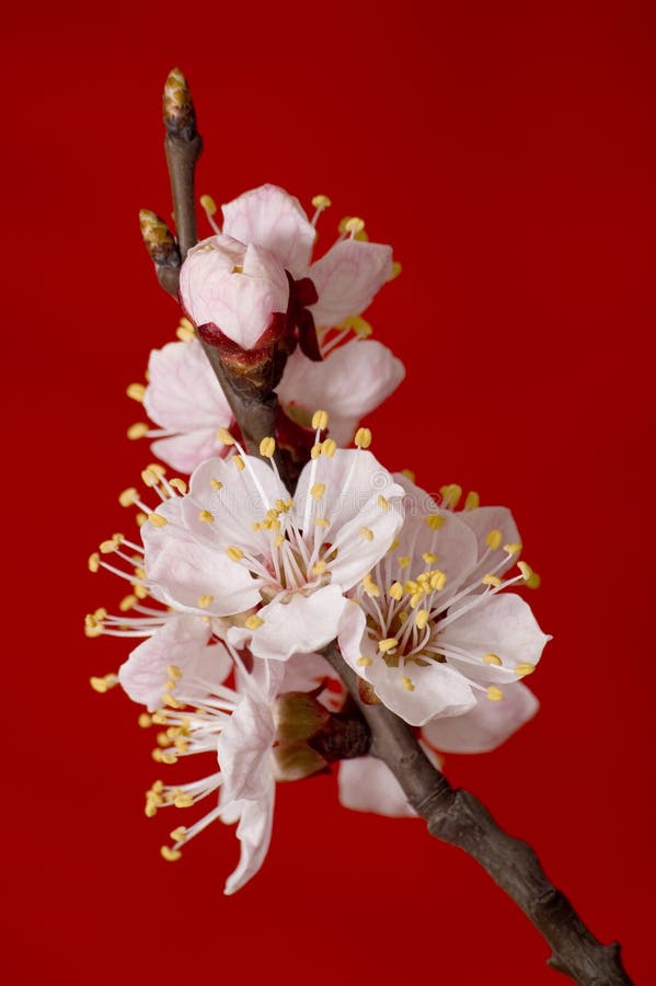 Flowering apricot branch stock photo. Image of flowering - 2247838