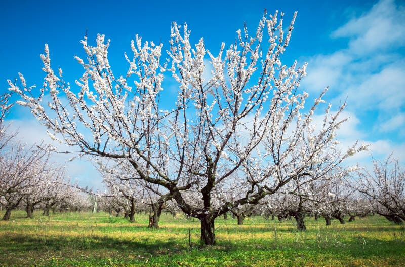 Flowering Apricot Trees at the Garden. Beautiful Spring Landscape Stock ...
