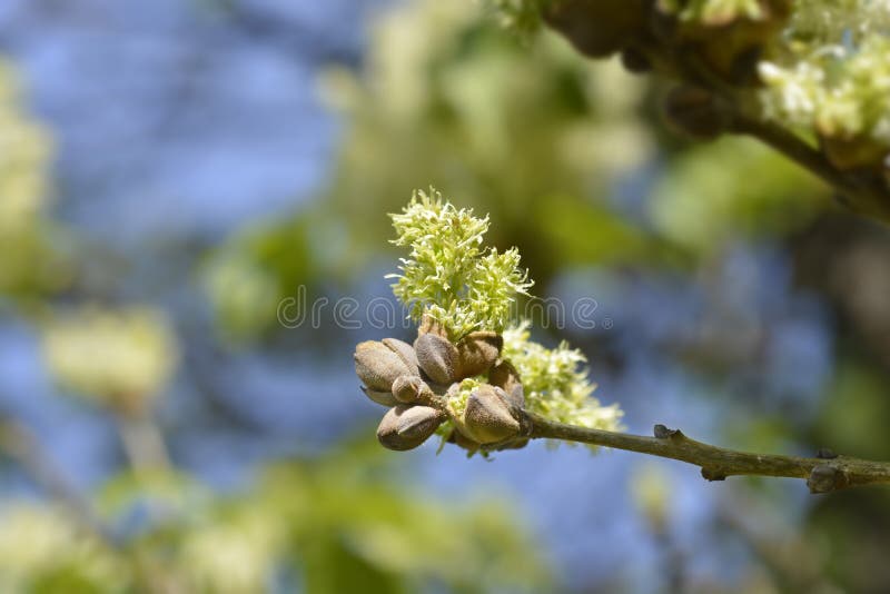 Flowering ash stock photo. Image of tree, leaf, white - 180685496