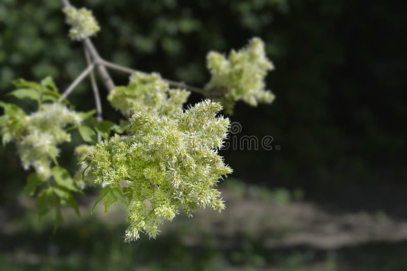 Flowering ash stock photo. Image of branch, nature, tree - 186073930