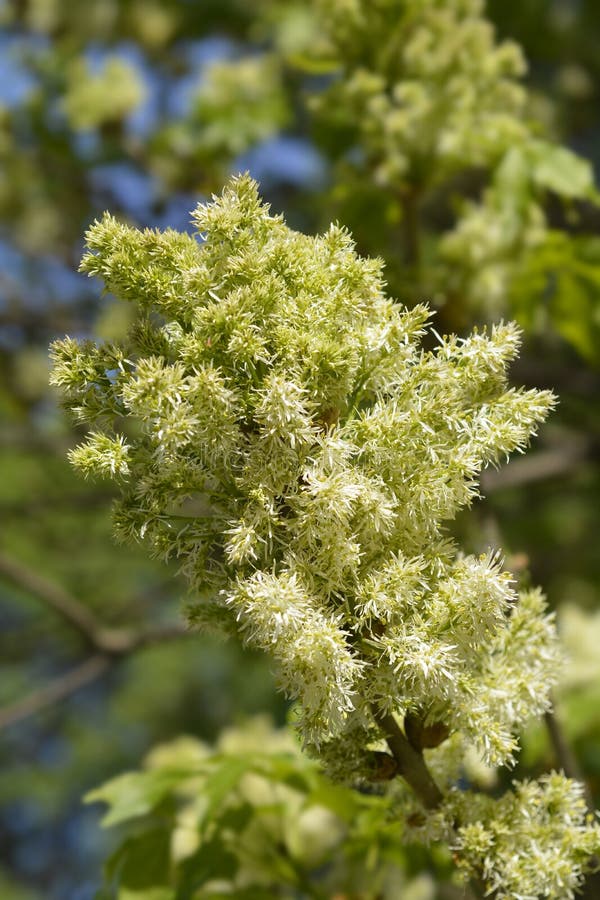 Flowering ash stock photo. Image of outdoors, nature - 187236828